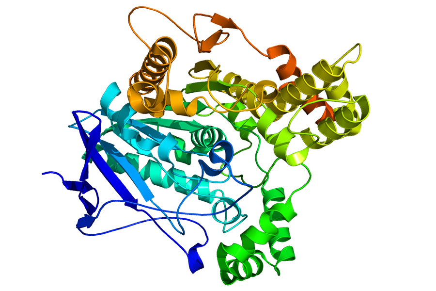 ElevenZyme: Digestive Enzyme Formula | Nutreance