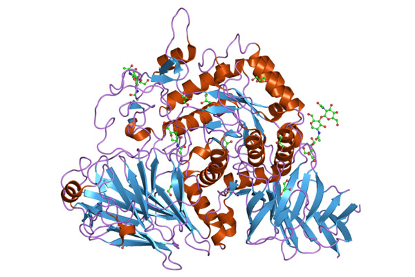 ElevenZyme: Digestive Enzyme Formula | Nutreance