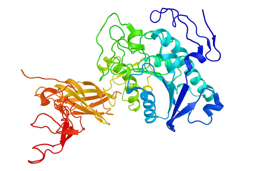 ElevenZyme: Digestive Enzyme Formula | Nutreance