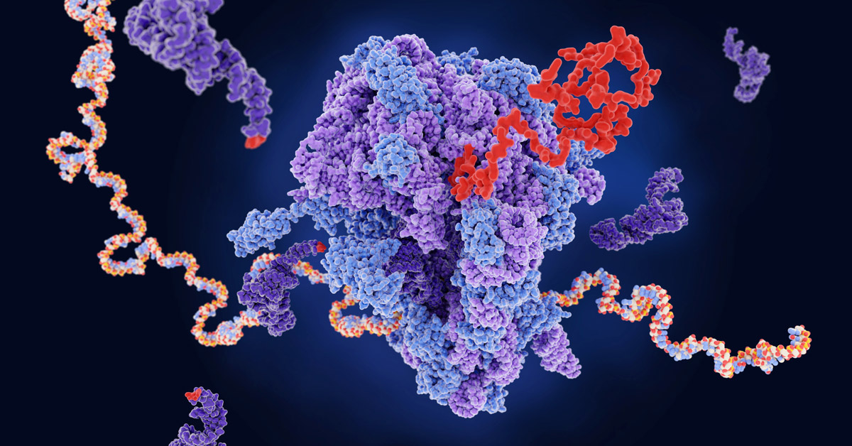 ElevenZyme: Digestive Enzyme Formula | Nutreance