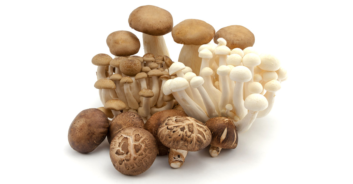 Pentaspore: Natural Mushroom Complex | Nutreance