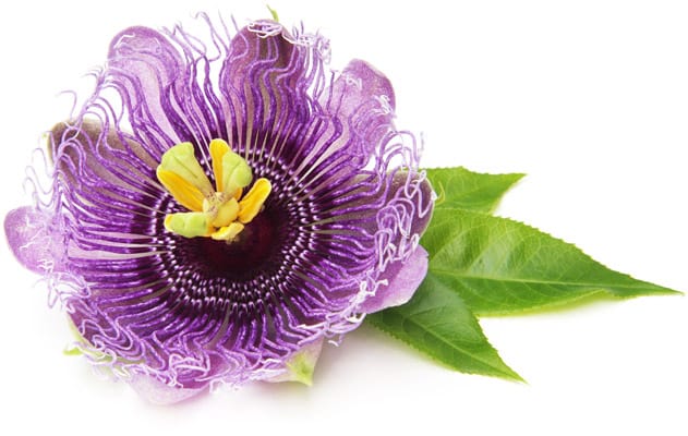 RediCalm: Natural Stress Relief | Nutreance